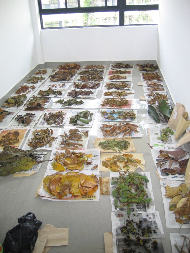 From teaching, to research, to Journal of Ecology