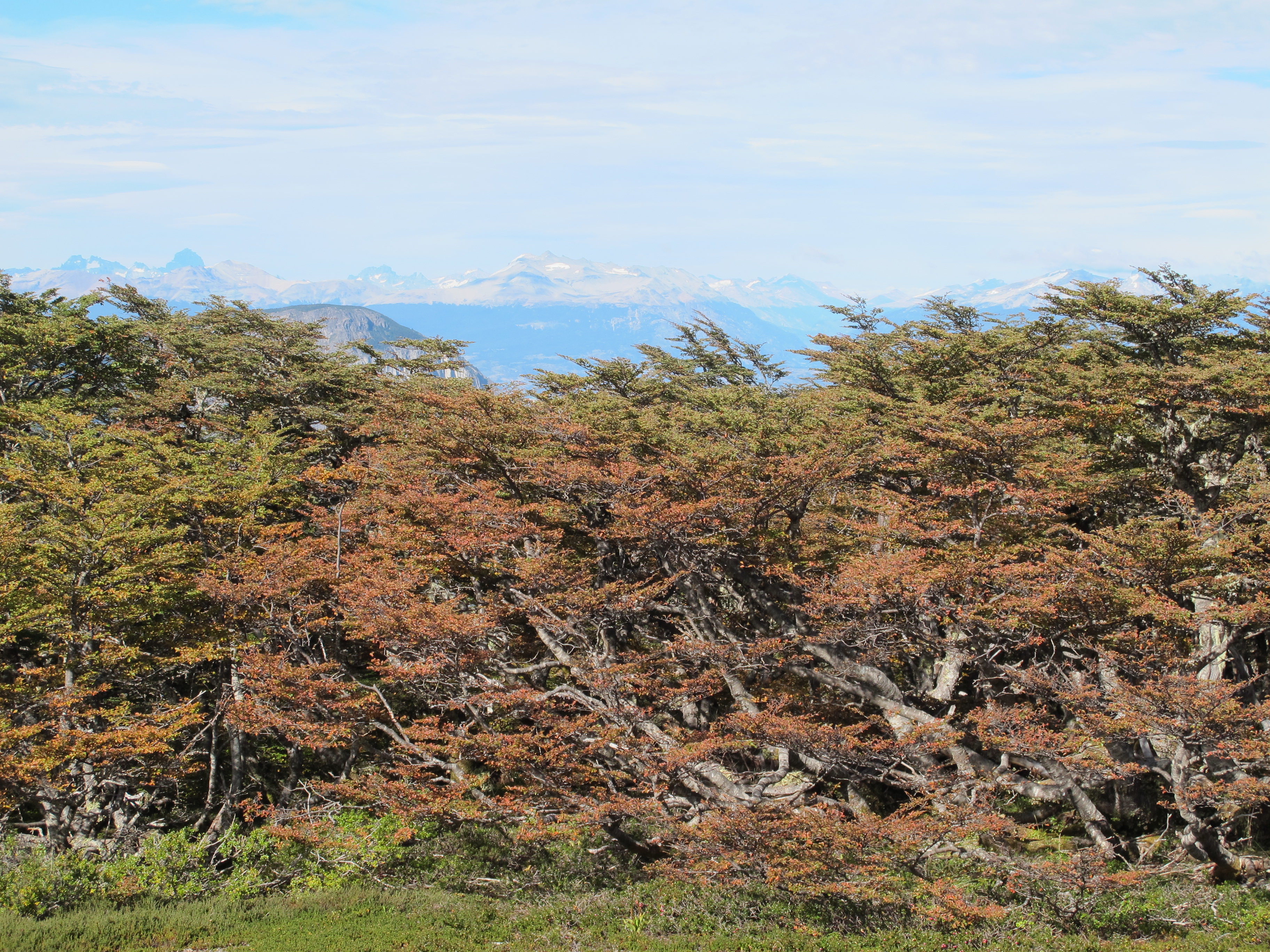 Editor’s Choice 105.2 – Treeline and carbon