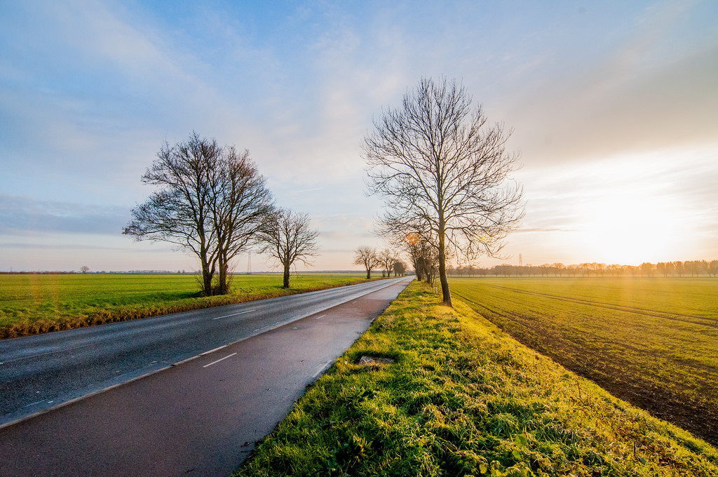 How do plants stay connected?