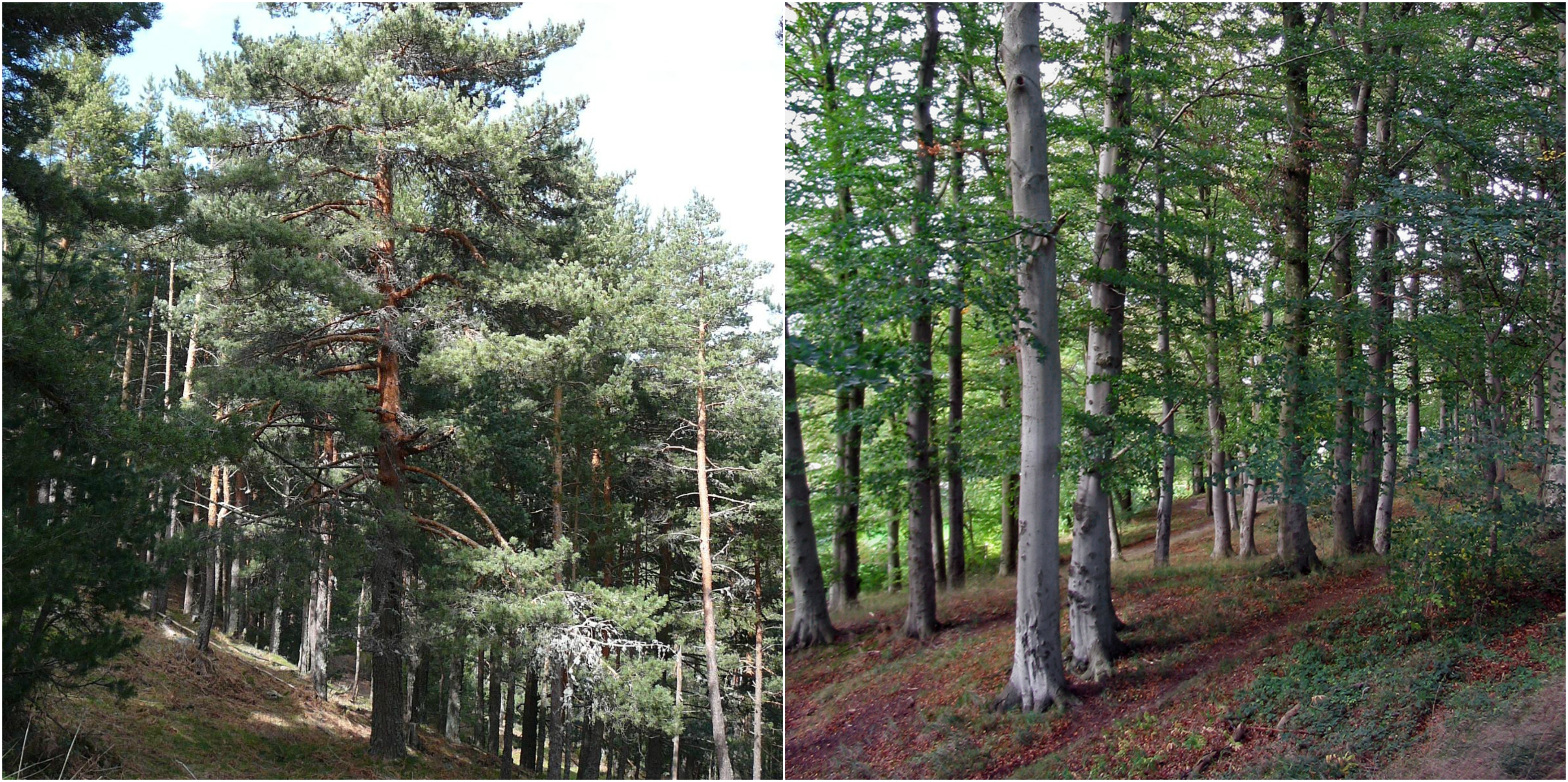 Trees in mixed forests can compete or complement each other, depending ...