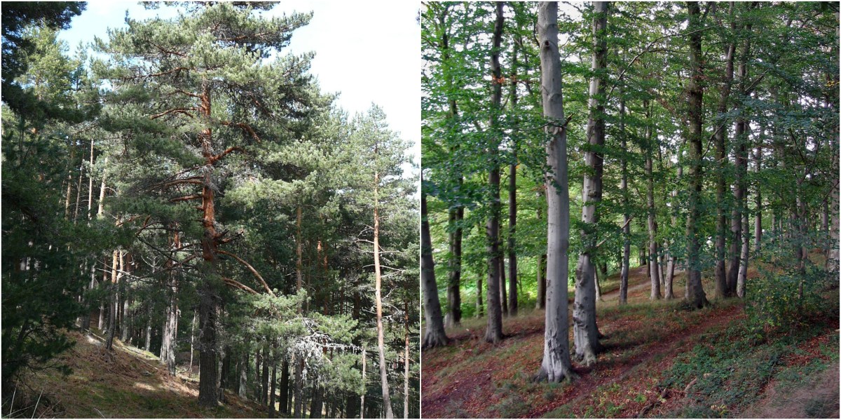 Trees in mixed forests can compete or complement each other, depending ...