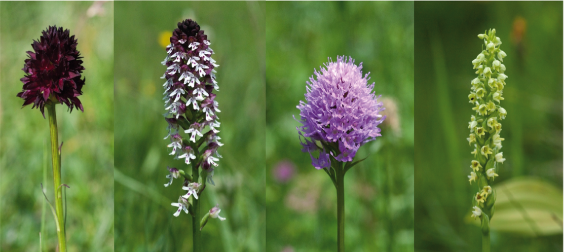 Partial mycoheterotrophy in meadow orchids