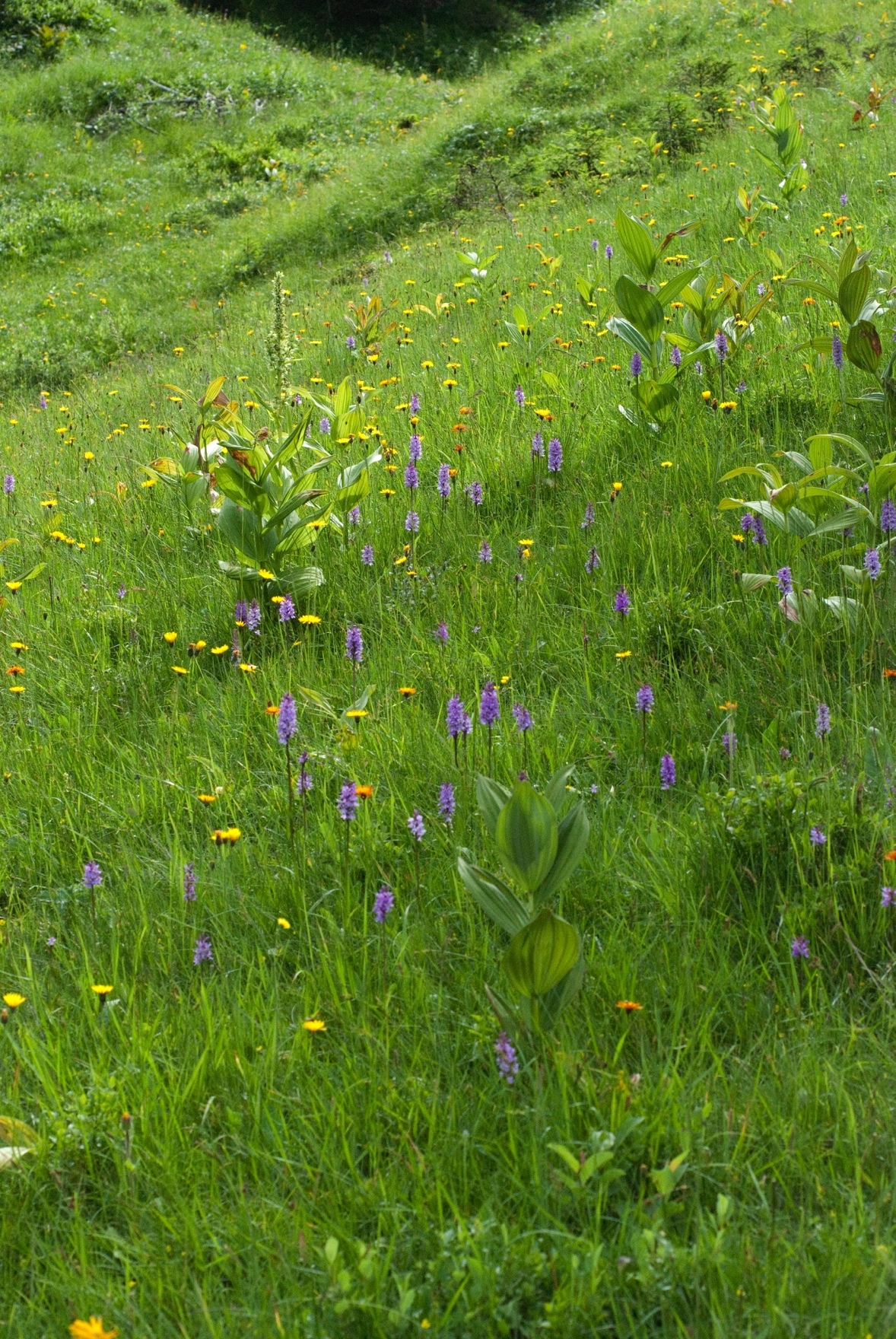 Partial mycoheterotrophy in meadow orchids