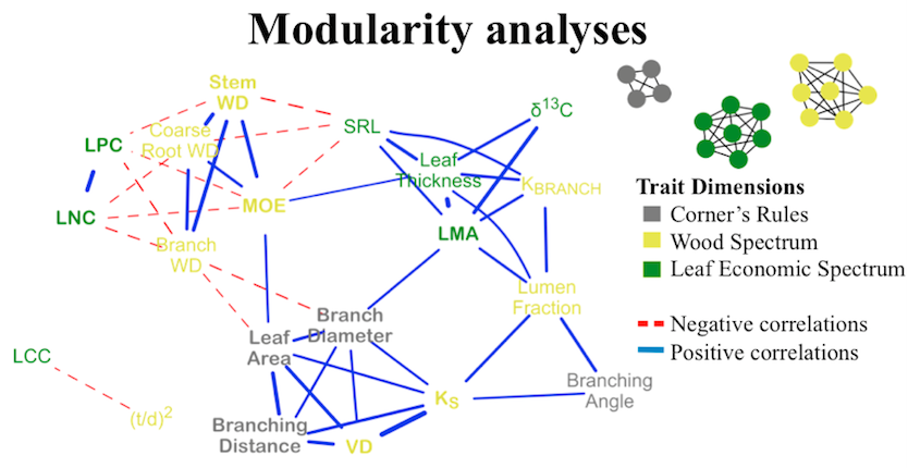 Plant Trait Dimensions: the Phenotype as an Integrated Network
