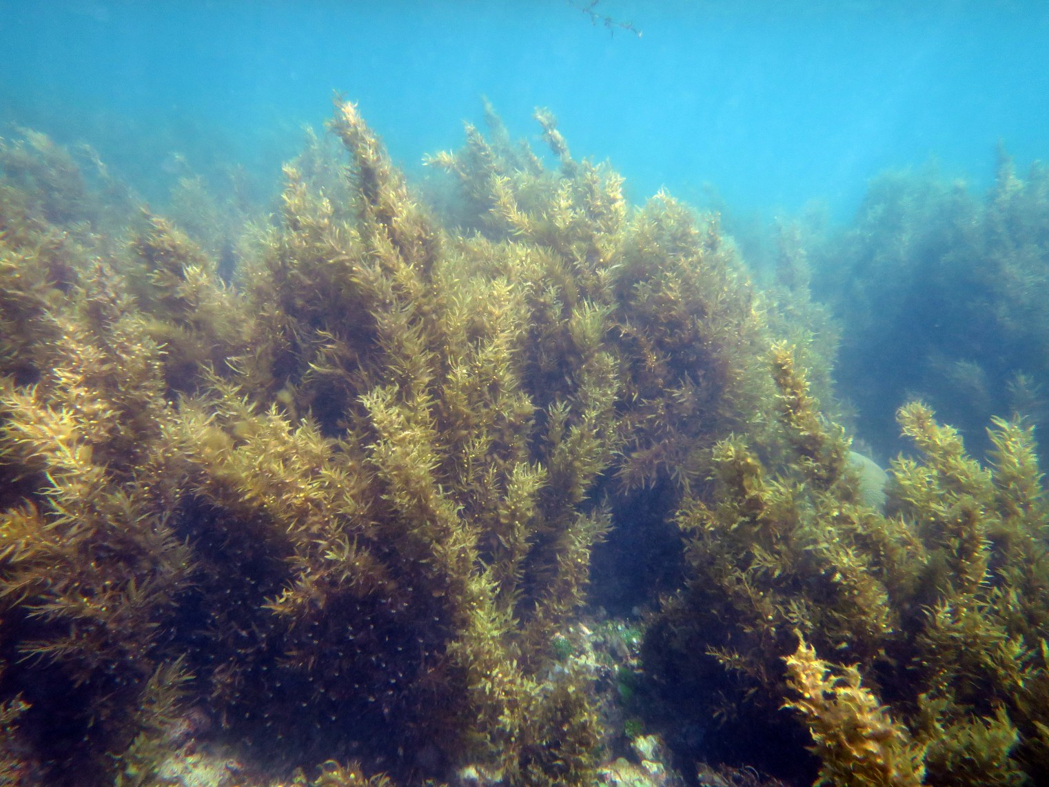 Tropical seaweed beds weather the storm