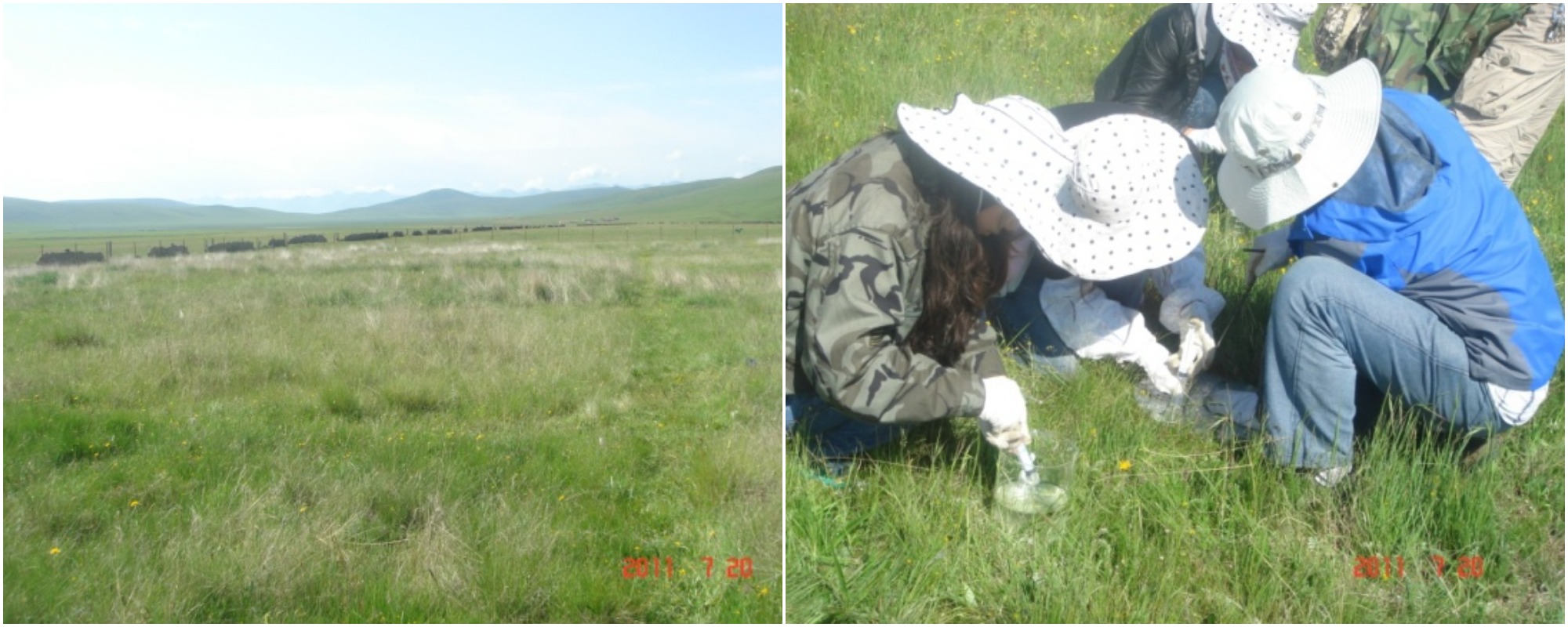 Retention or Loss? Ecosystem Nitrogen in an Alpine Meadow