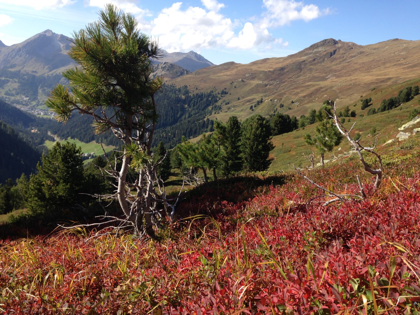 Fungi made it first: Potential consequences for advancing tree lines
