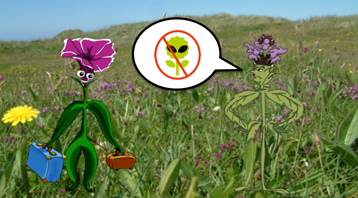 How to resist plant invasion? It is all about traits!