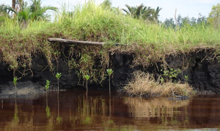 Tropical peat swamps: Restoration of endangered carbon reservoirs