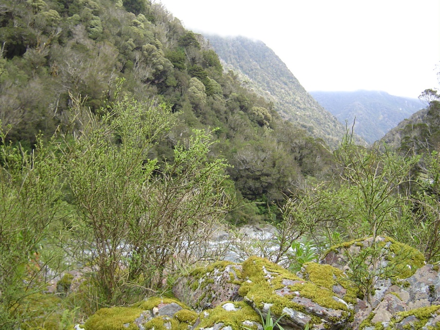 Eminent Ecologist 2018: David Wardle (part 3)