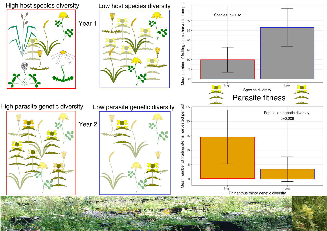 Species and genetic diversity in grasslands