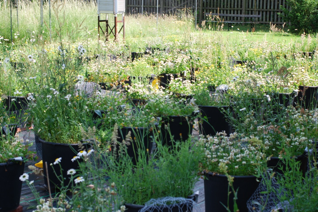 Species and genetic diversity in grasslands