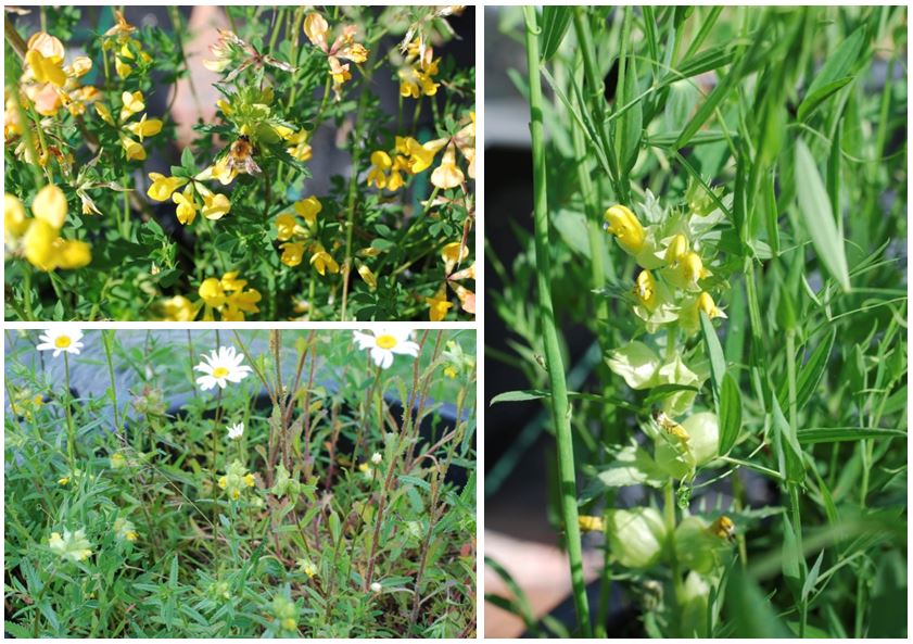 Species and genetic diversity in grasslands