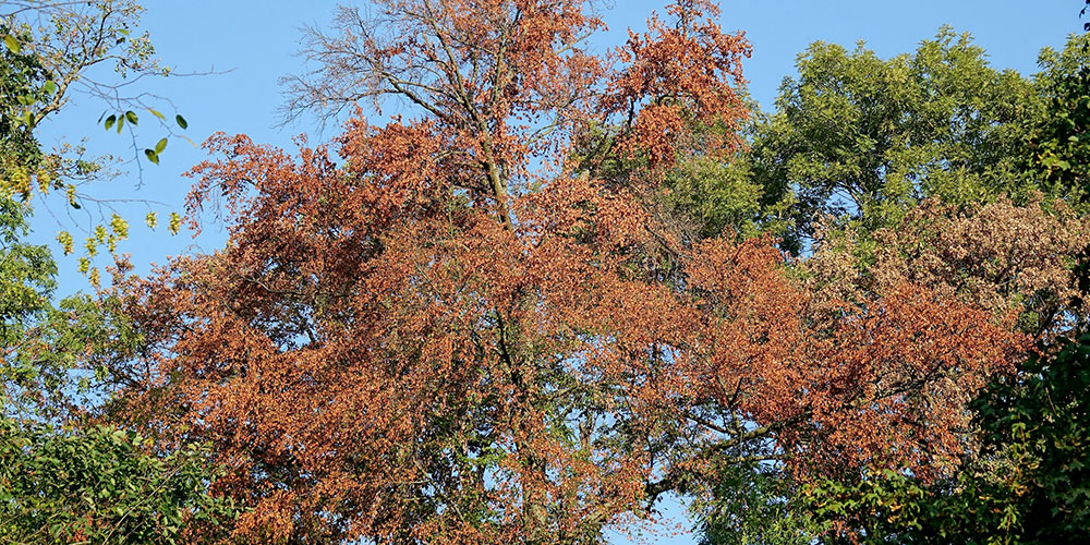 Press release: How the forest copes with the summer heat