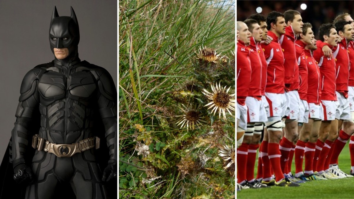 Meet the Editor: Mark Rees