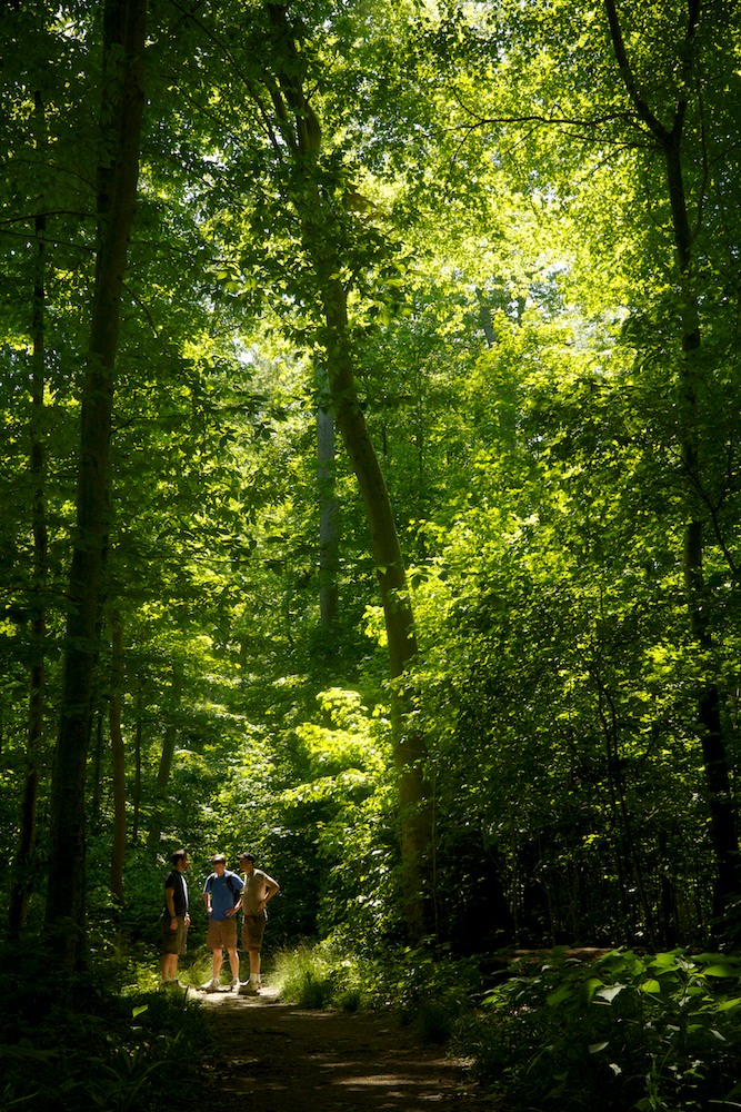 What determines large-scale forest biomass production: climate or tree ...