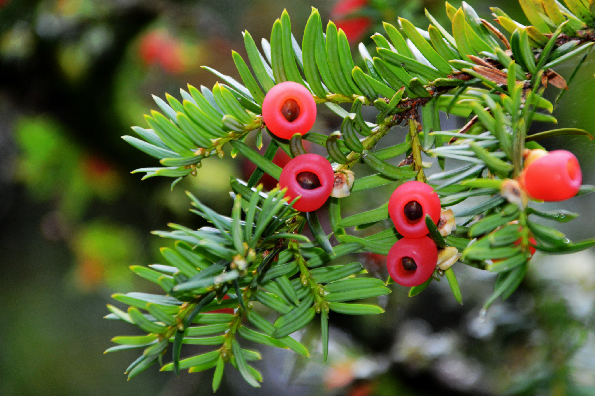 The new Biological Flora of the British Isles database