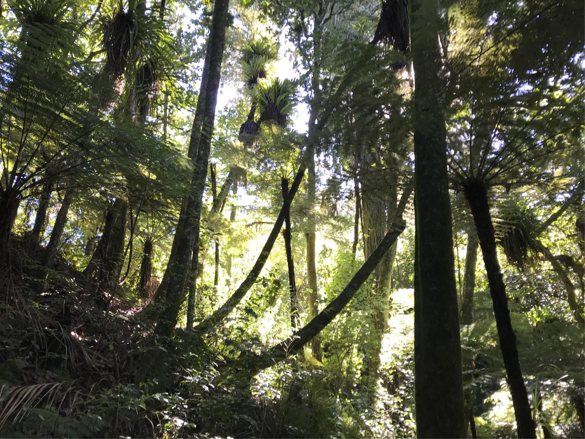 How do tree fern understories impact conifer–angiosperm forest dynamics?