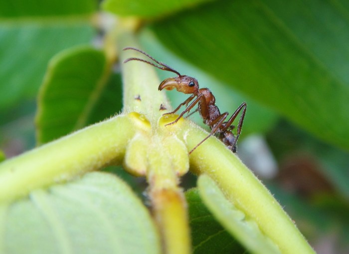 Optimal Defense Theory in an ant–plant mutualism