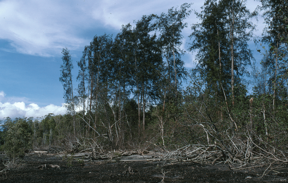 Using biogeographic history to predict change on Mount Jaya