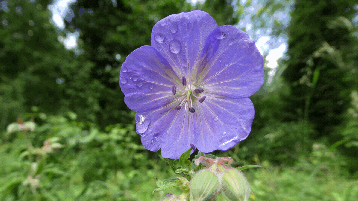 The ecology & conservation of meadow crane’s-bill (Geranium pratense)