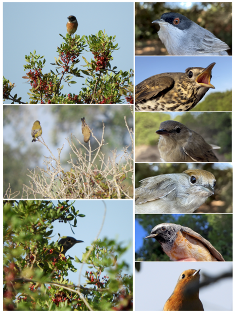 Elena Quintero disentangles the lasting effects frugivore birds have in ...
