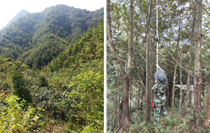 Xian Yang: Assembly mechanisms of leaf epiphytic & endophytic bacterial ...