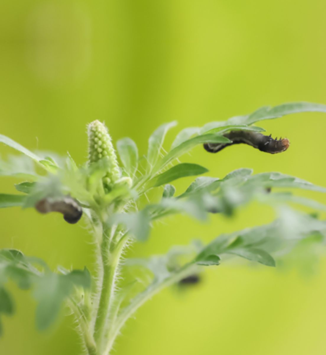 Cover stories (112:04): Plant-insect interactions: from above- to below ...