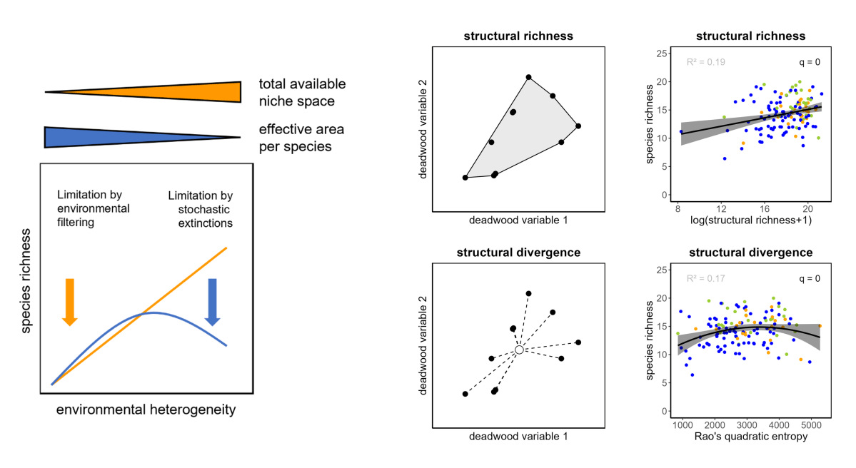 Editor’s Choice (112:08): Fungi & deadwood diversity: A test of the ...