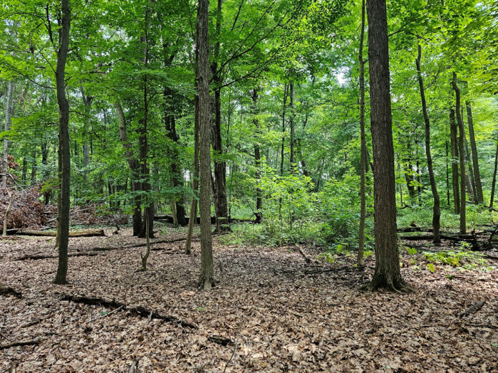 How mycorrhizal associations are growing our understanding of plant ...