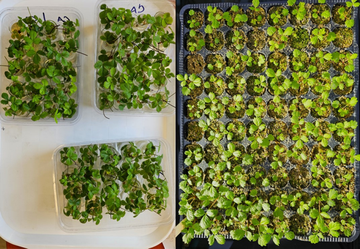 Exploring How Mycorrhiza Affect Strawberry Offspring: A Look at Sexual ...