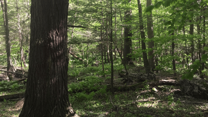 Do mutualist limitations hinder ectomycorrhizal tree seedling ...