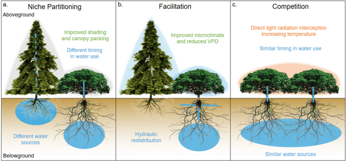 Can tree species diversity make our forest more resilient to climate ...