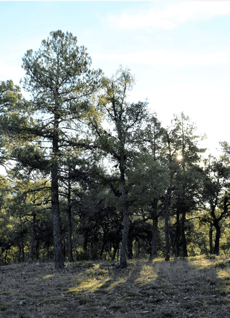 Can tree species diversity make our forest more resilient to climate ...