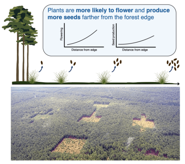 Understanding edge effects on seed production