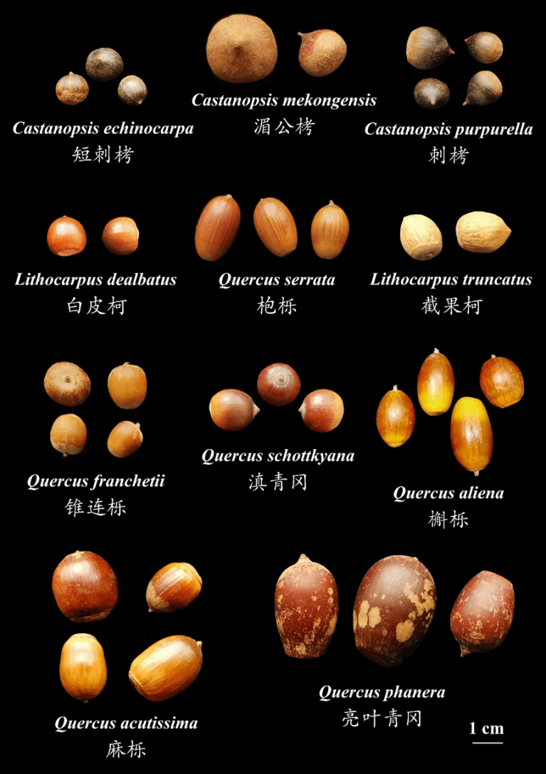 Big Seeds Are Smarter Than They Look