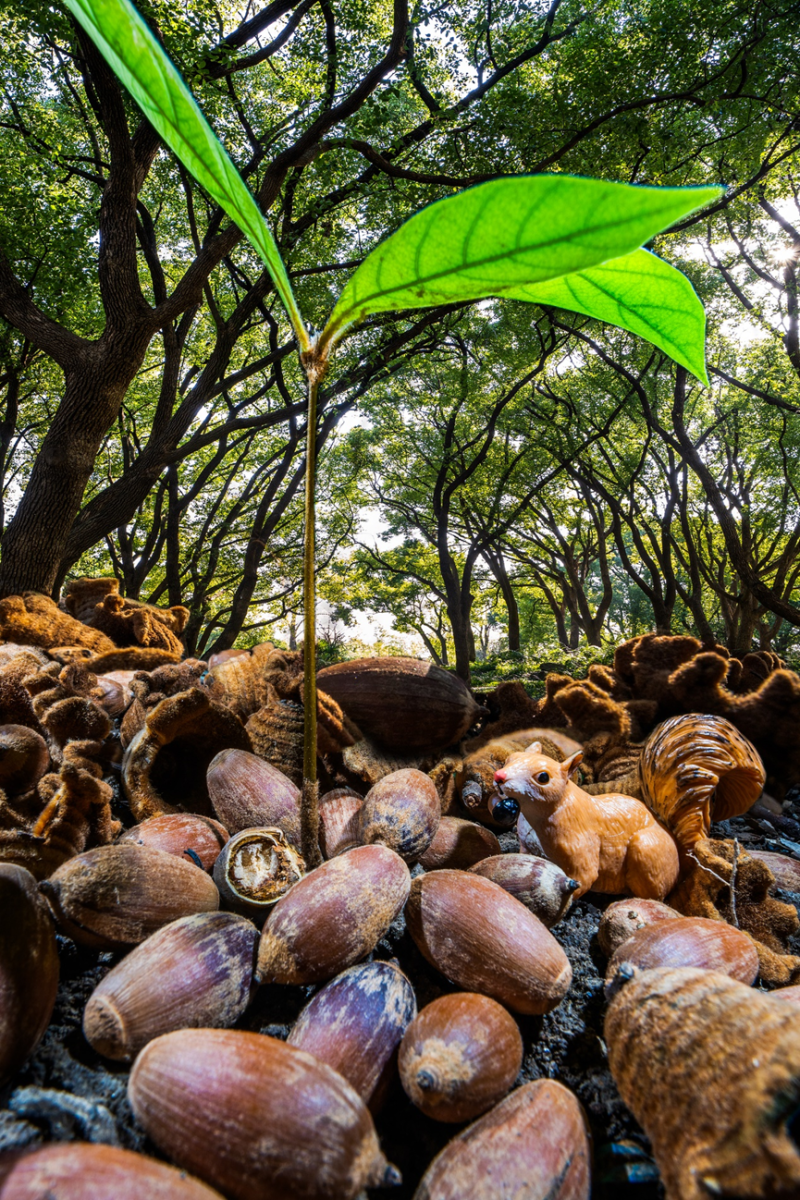 Big Seeds Are Smarter Than They Look