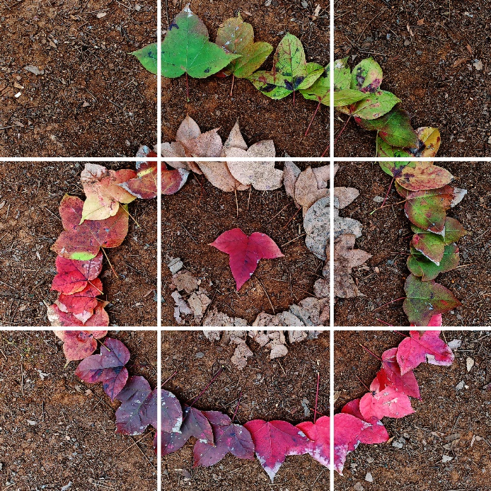 Using leaf biomechanical traits to understand the leaf-litter ...