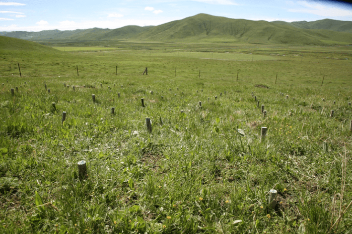 Vanishing diversity: Loss of rare plants erodes the flourishing of soil ...