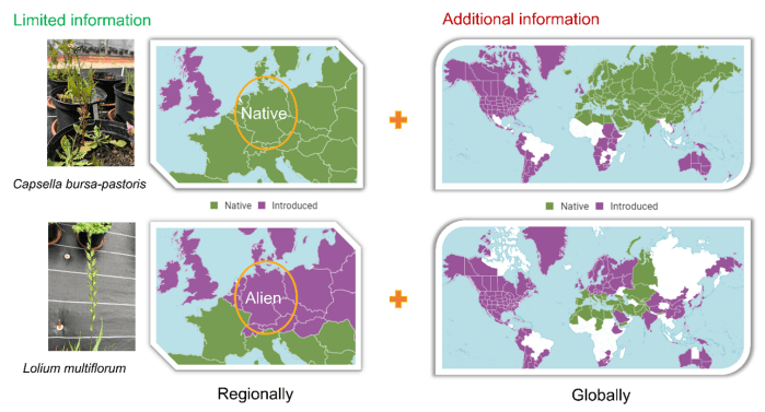 Local native species with global naturalization success can be strong ...