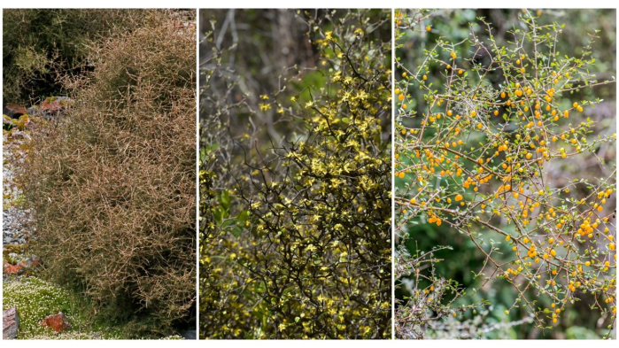 Solving the loss of divarication debate on New Zealand’s outlying islands