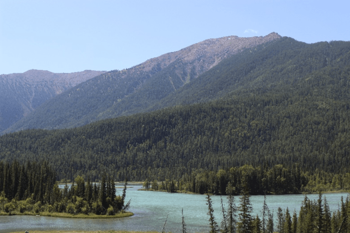 How seasonal climates shape tree wood growth in the southern Altai ...
