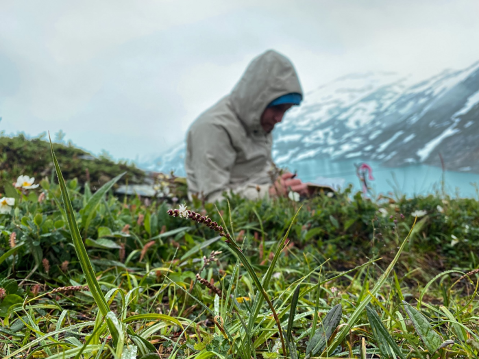 High-altitude allies: Alpine plants and their fungal partners