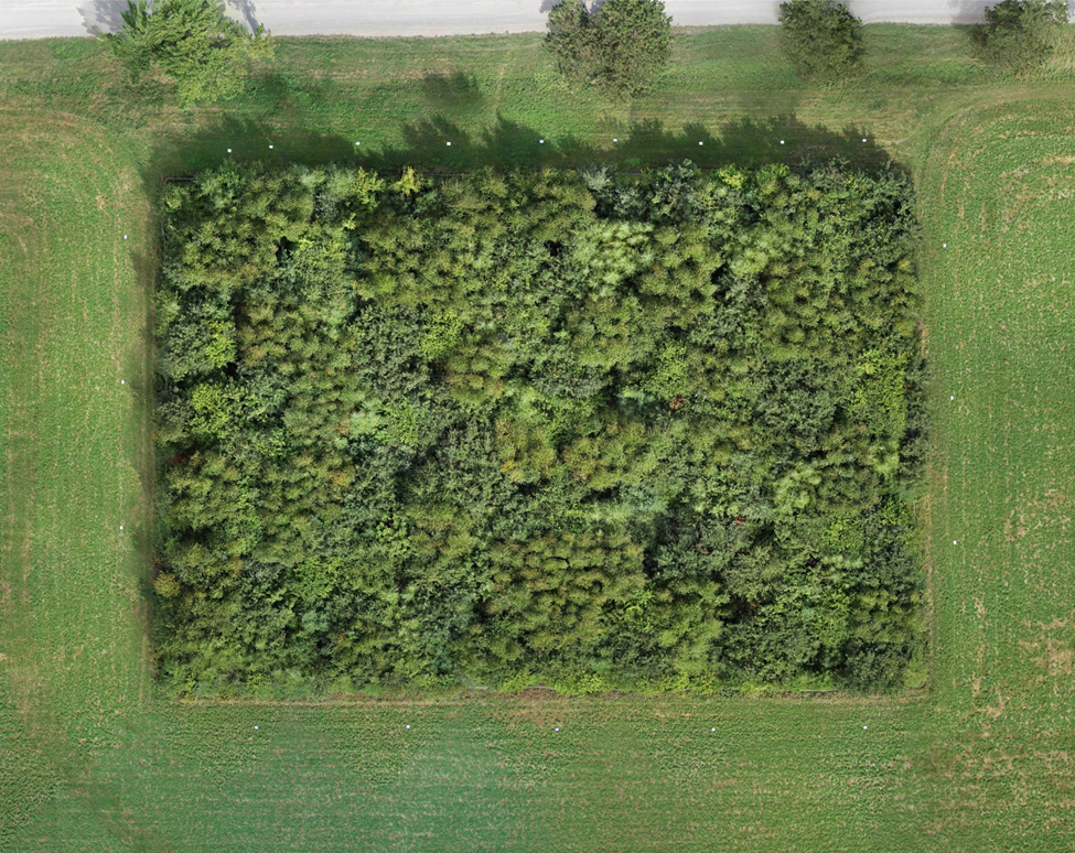 Functional traits are important predictors of tree growth but their ...