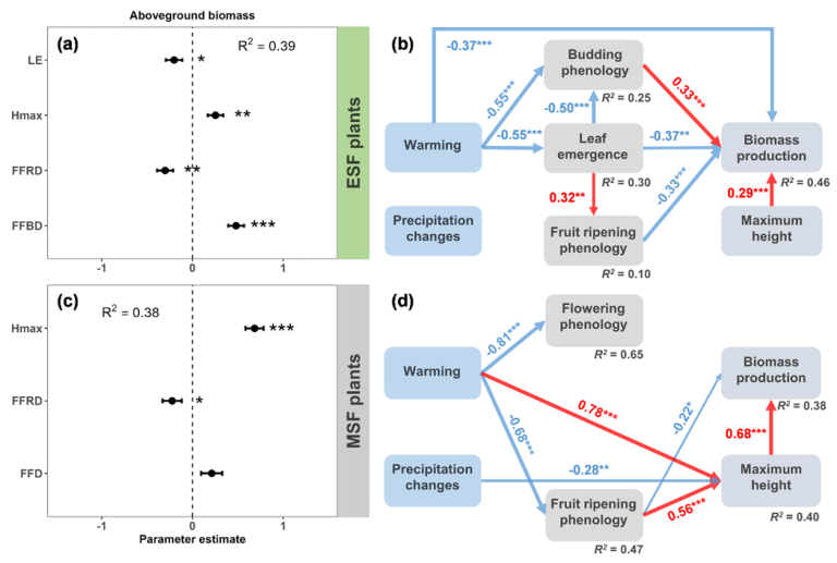 The critical role of plant phenology in the biomass production of ...