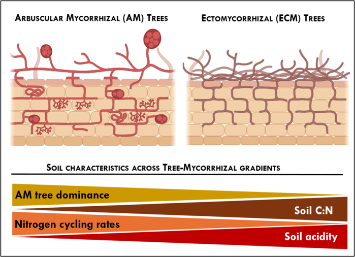 Rethinking how trees and their underground partners shape their soils ...