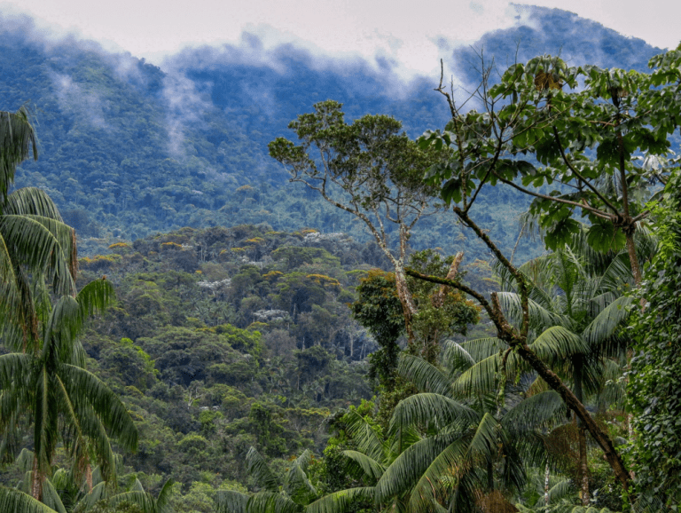 The Brazilian Atlantic Forest and seed rain patterns across fragmented ...