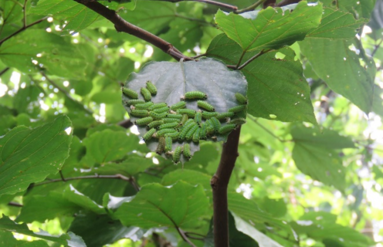 Seedling herbivory across elevational gradients: What drives both mean ...
