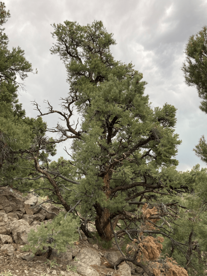 Climate adaptation begins with seeds: Lessons from dryland tree ...